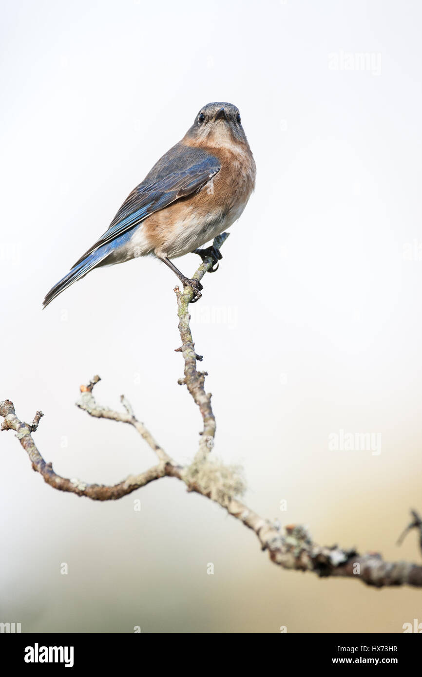 High vertical composition hi-res stock photography and images - Alamy