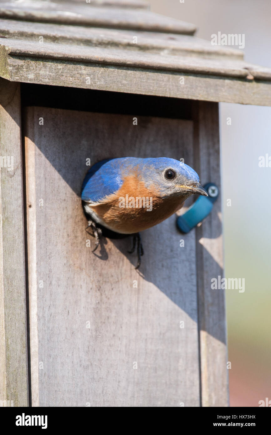 Birds leaving the nest hi-res stock photography and images - Alamy