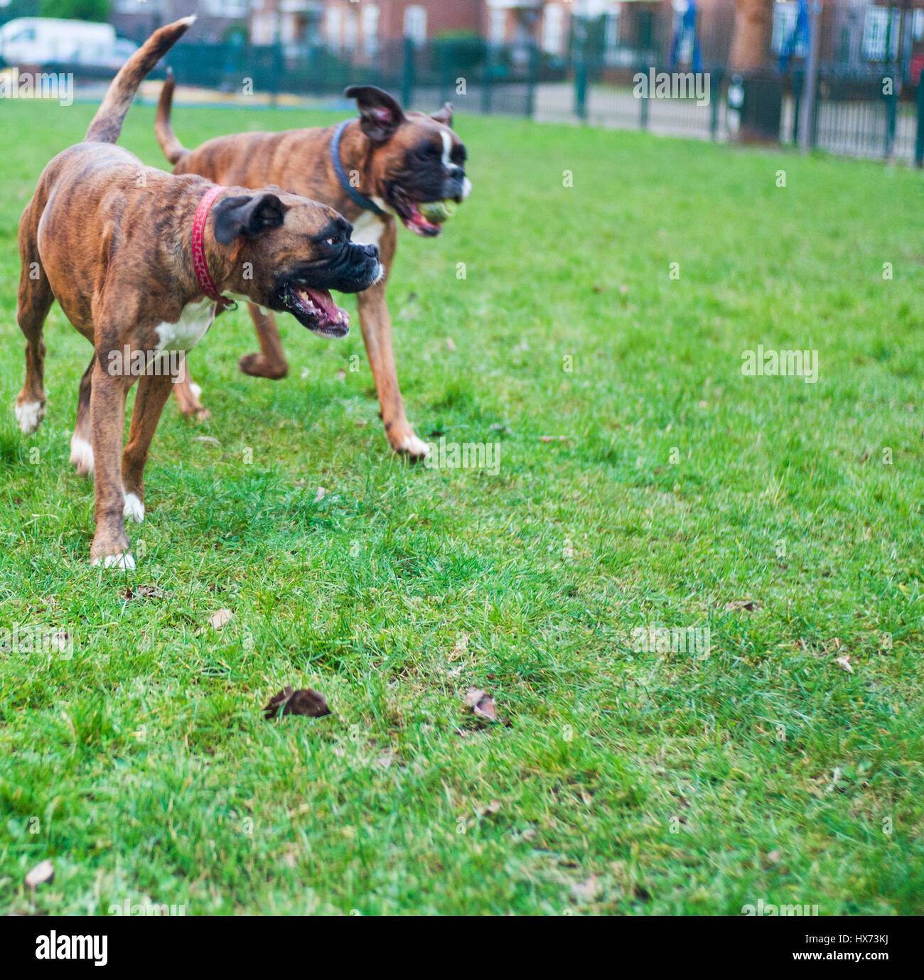 two boxer dogs in a park returning with ball in mouth Stock Photo - Alamy
