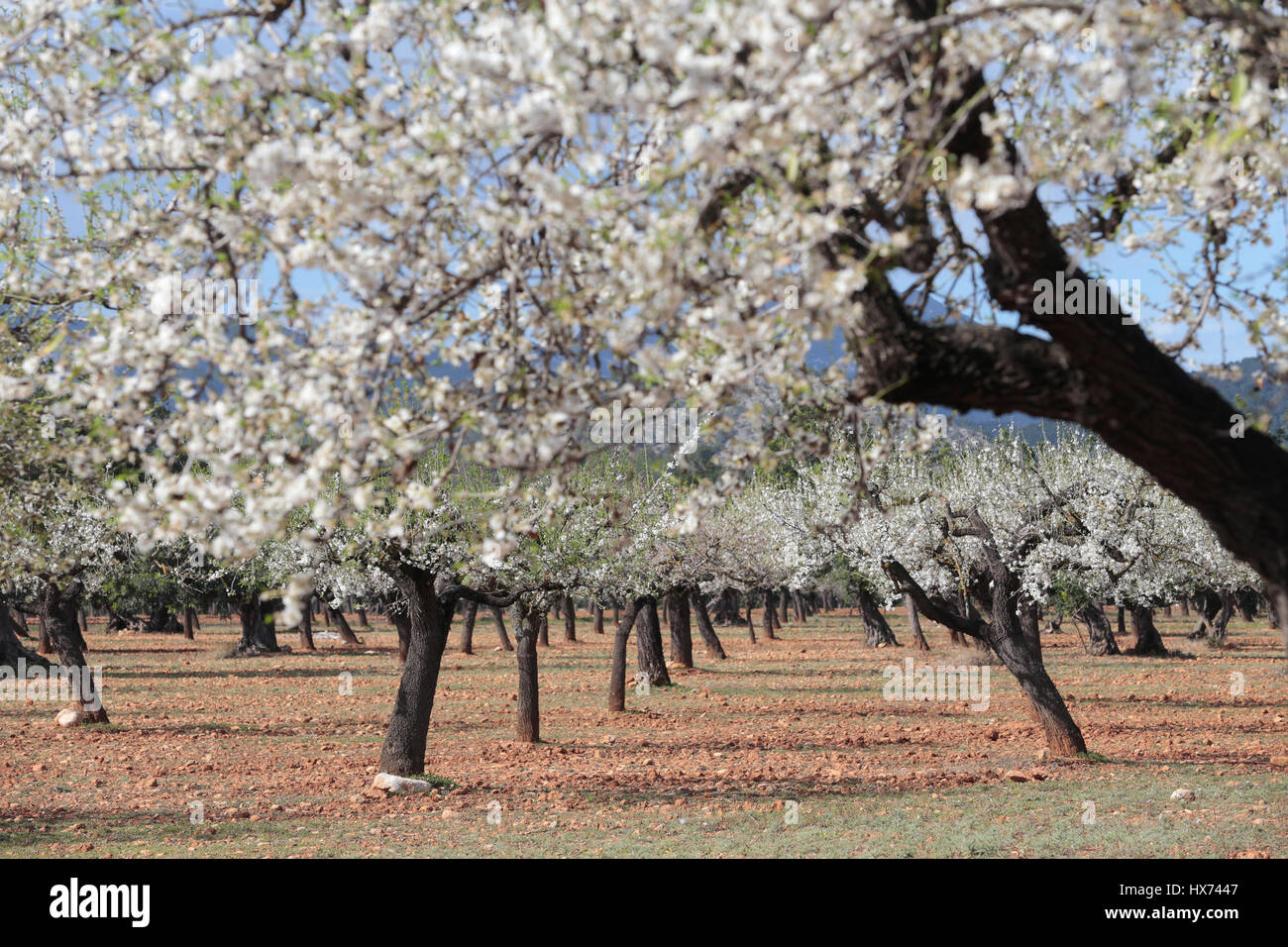 Mediterranean almond trees field in the Spanish island of Mallorca ...