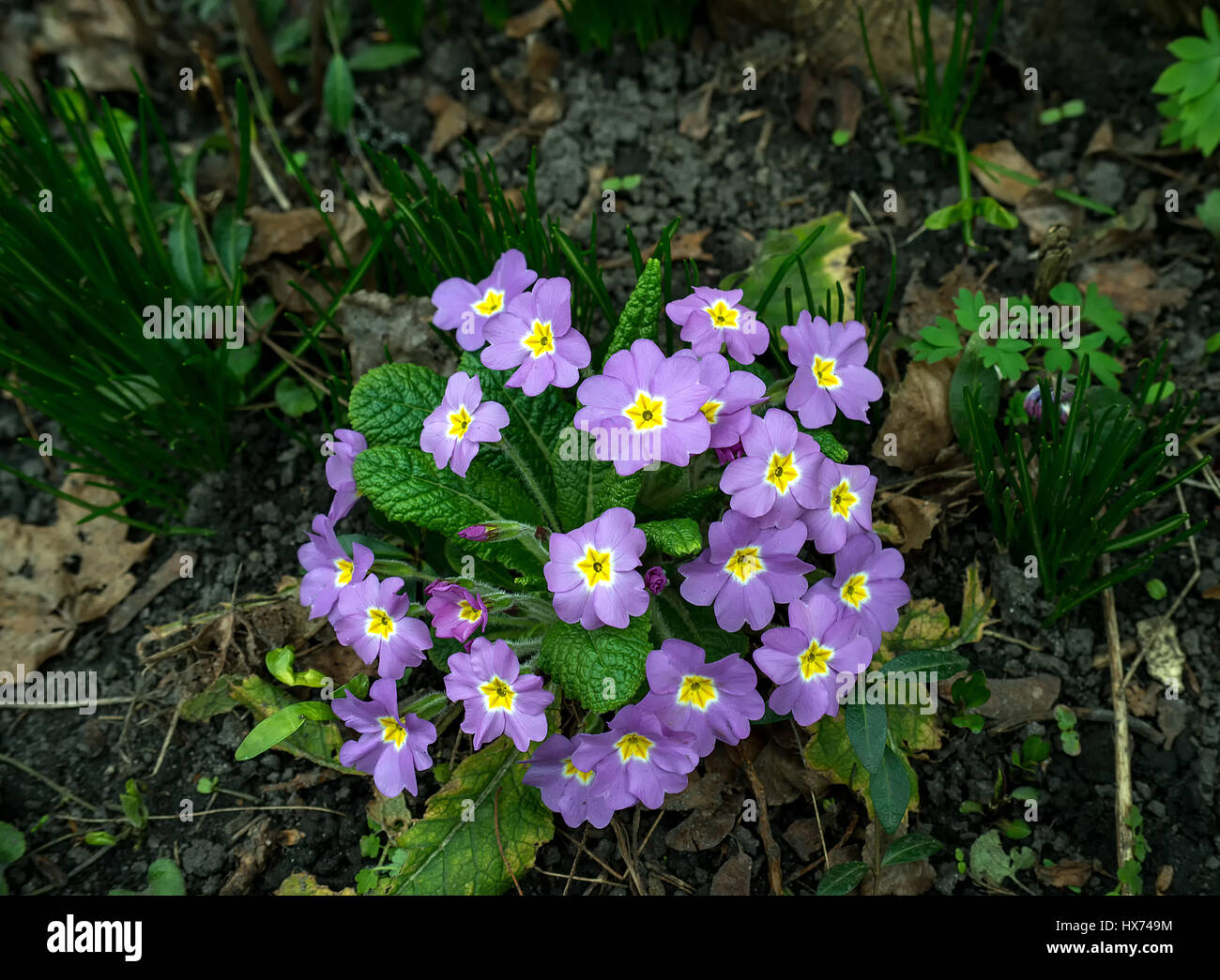 The lilac and yellow primrose close up Stock Photo - Alamy