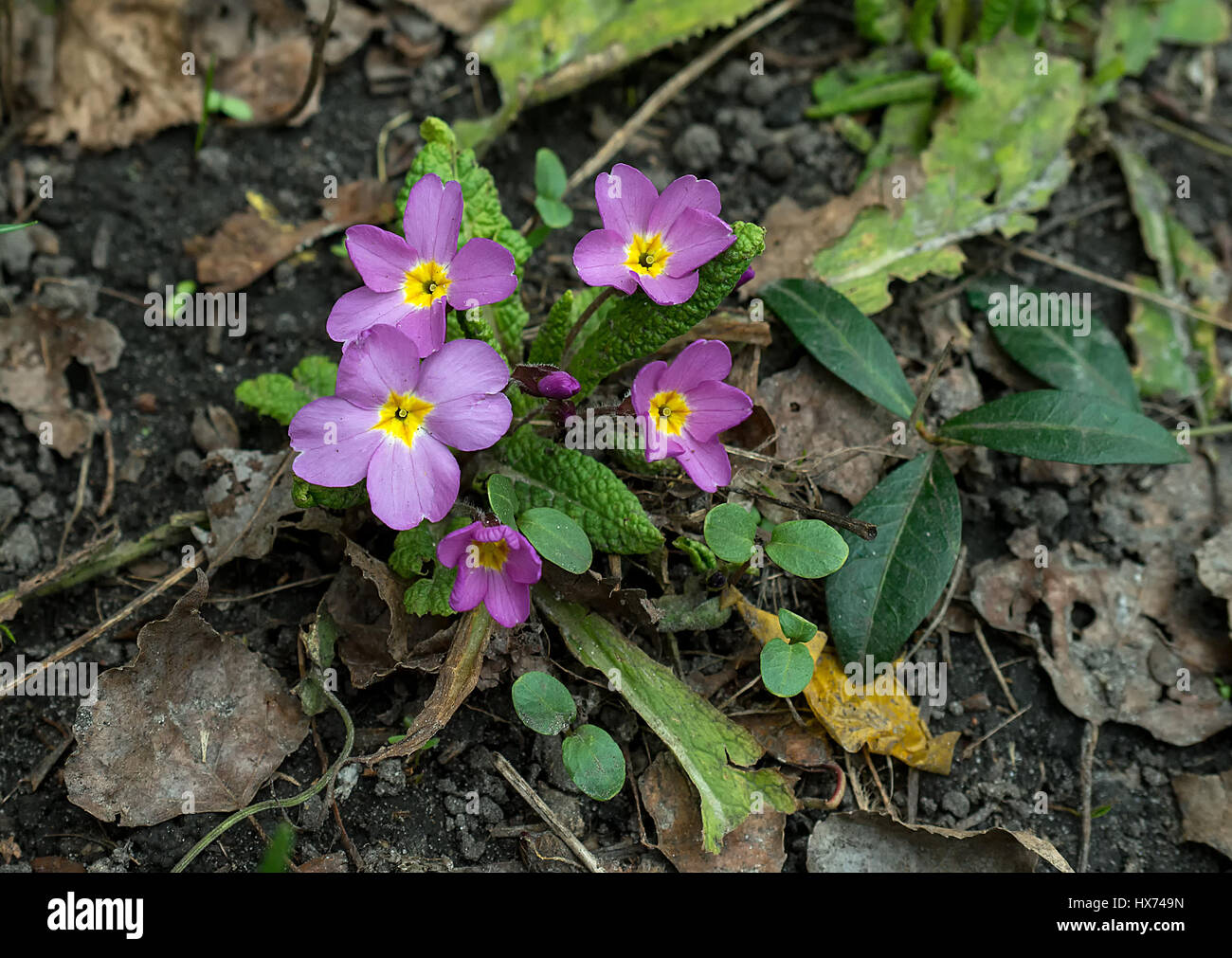 The lilac and yellow primrose close up Stock Photo - Alamy