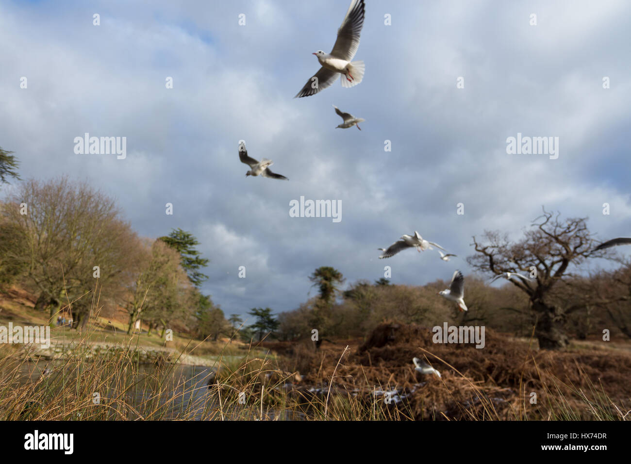 Birds flying in winter over water in a park in the UK Stock Photo - Alamy