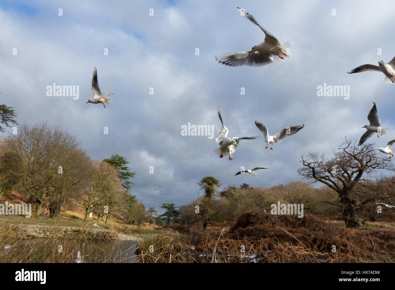 Birds flying in winter over water in a park in the UK Stock Photo - Alamy