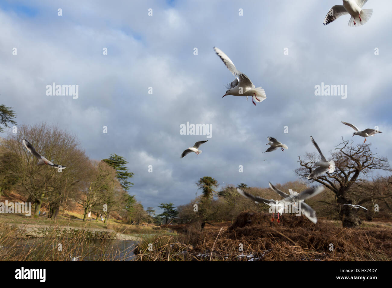 Birds flying in winter over water in a park in the UK Stock Photo - Alamy