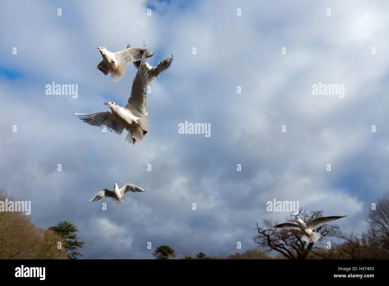 Flying mallard winter night hi-res stock photography and images - Alamy