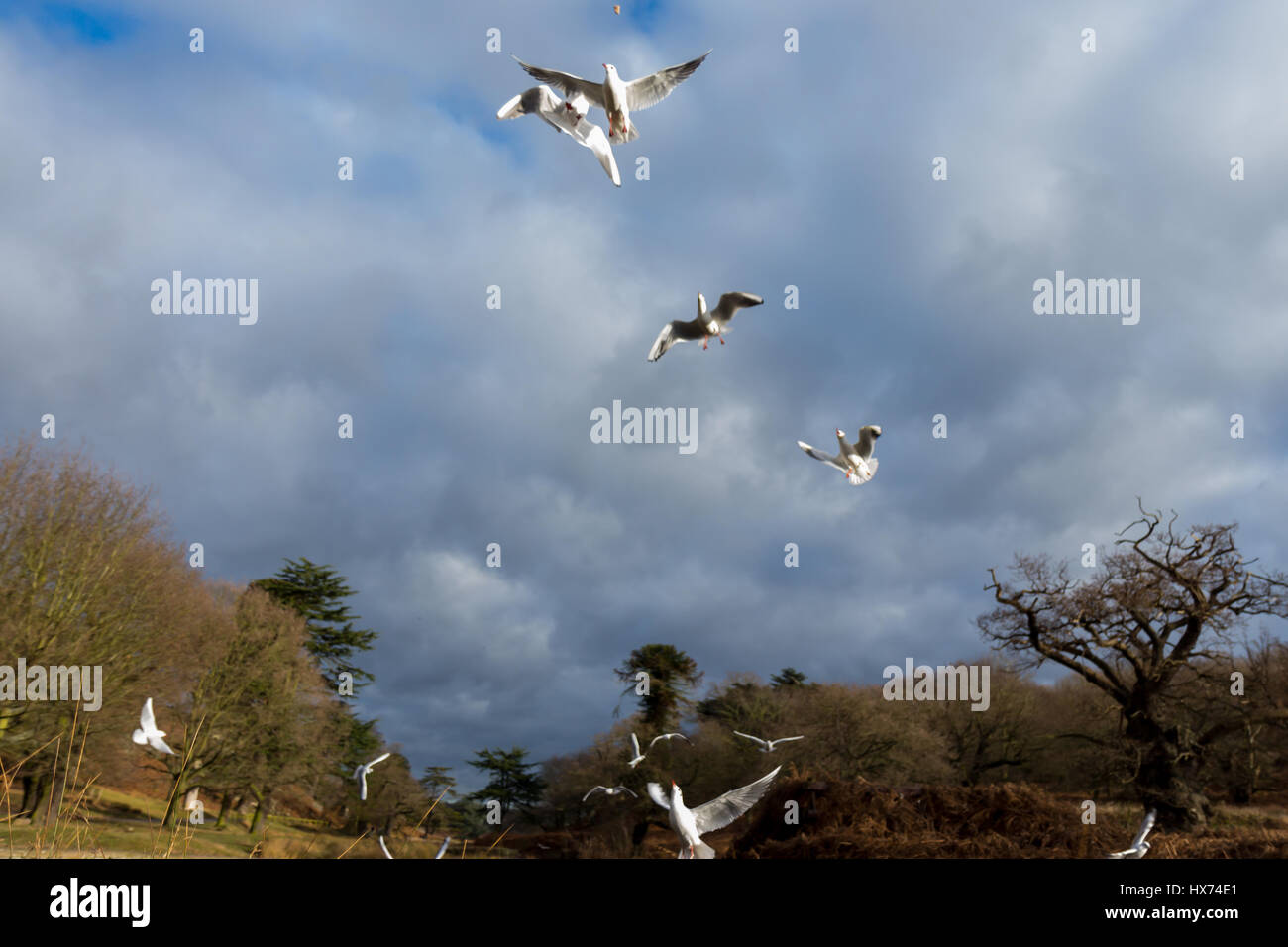 Flying mallard winter night hi-res stock photography and images - Alamy