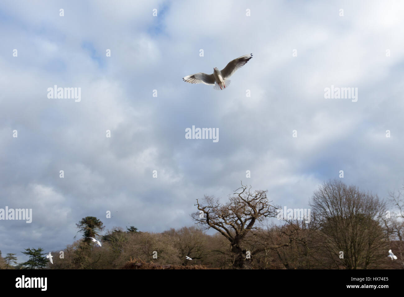 Flying mallard winter night hi-res stock photography and images - Alamy
