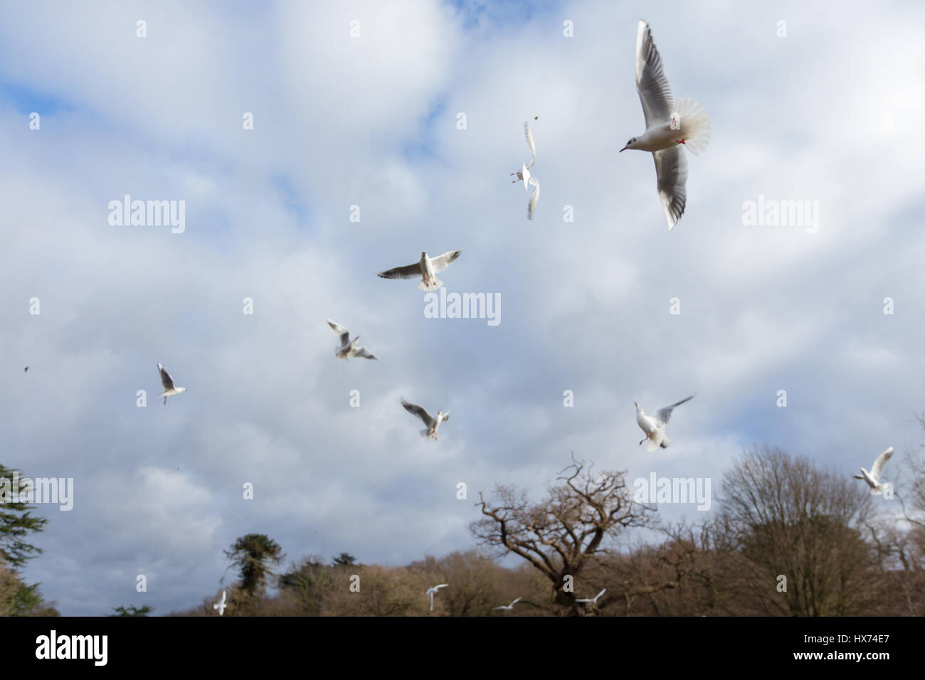 Birds flying in winter over water in a park in the UK Stock Photo - Alamy
