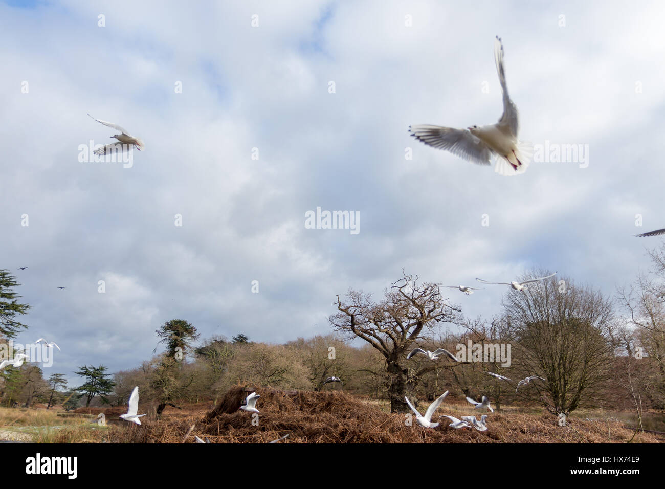 Birds flying in winter over water in a park in the UK Stock Photo - Alamy