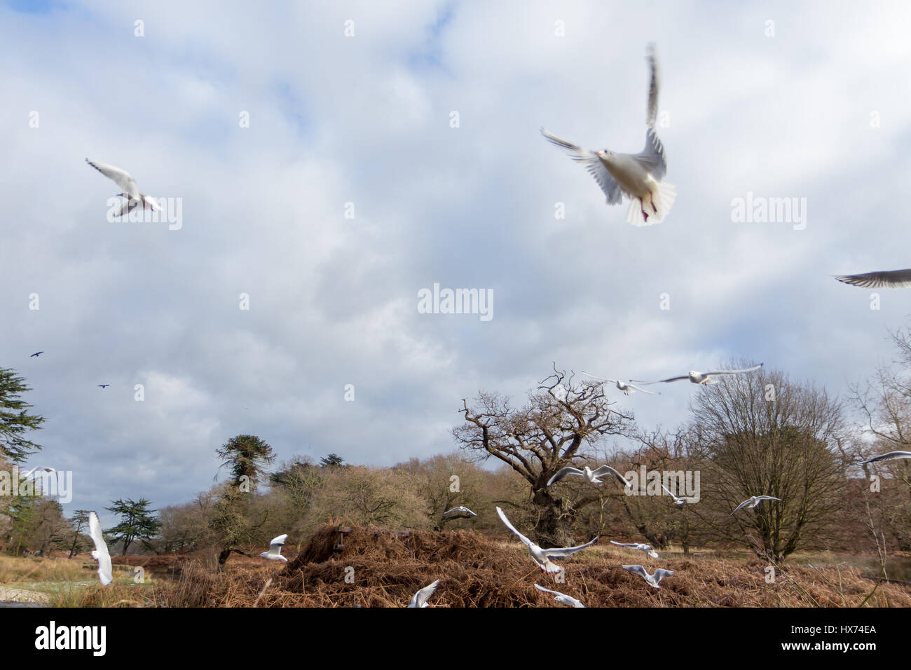 Birds flying in winter over water in a park in the UK Stock Photo - Alamy