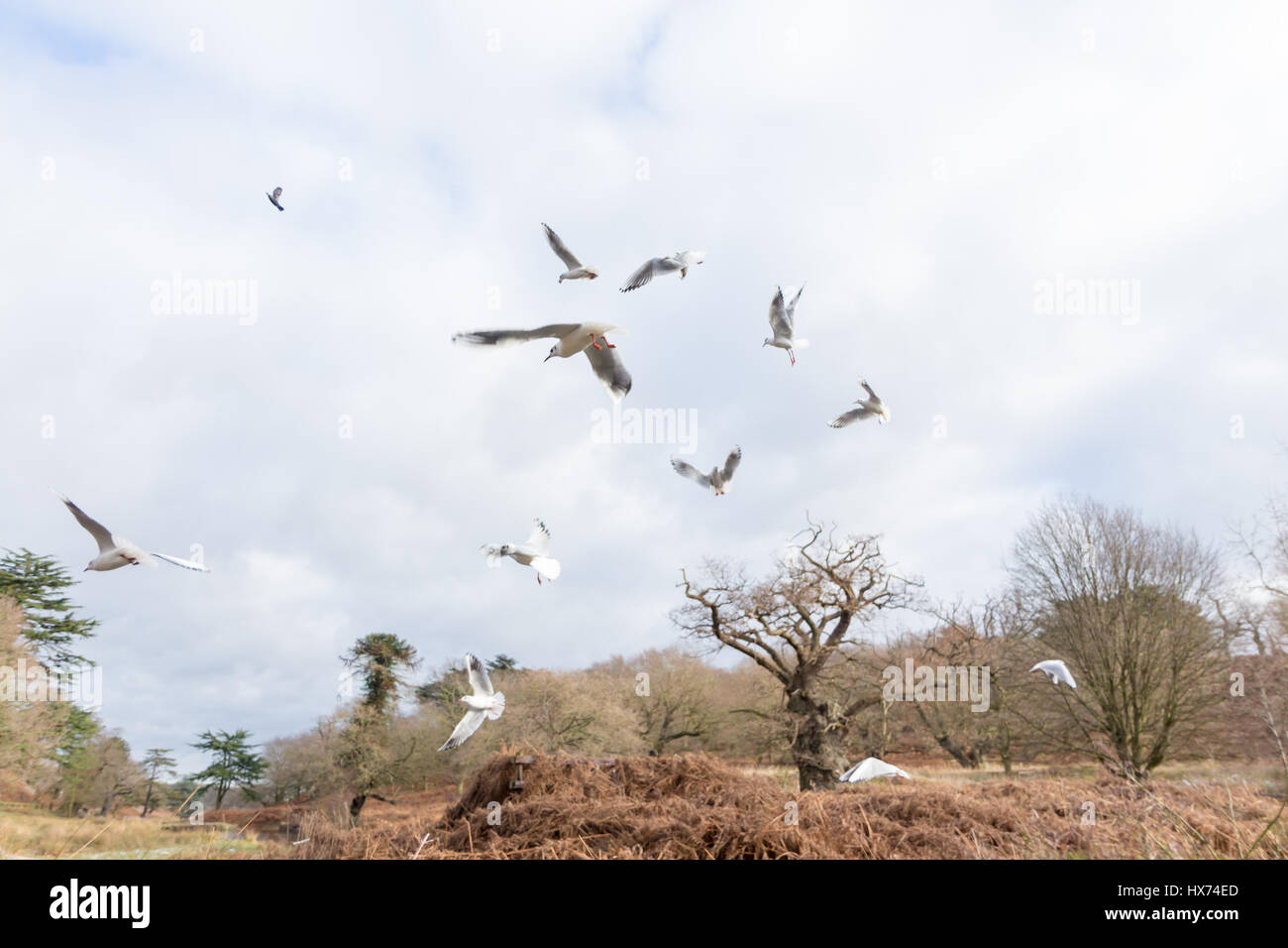 Birds flying in winter over water in a park in the UK Stock Photo - Alamy