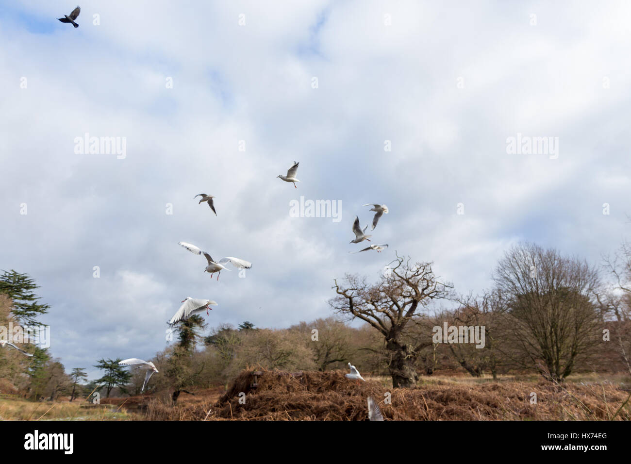 Birds flying in winter over water in a park in the UK Stock Photo - Alamy
