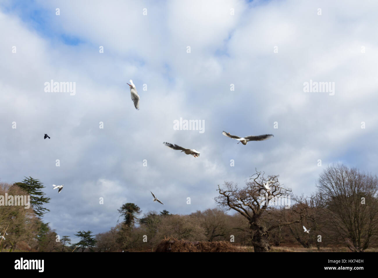 Birds flying in winter over water in a park in the UK Stock Photo - Alamy