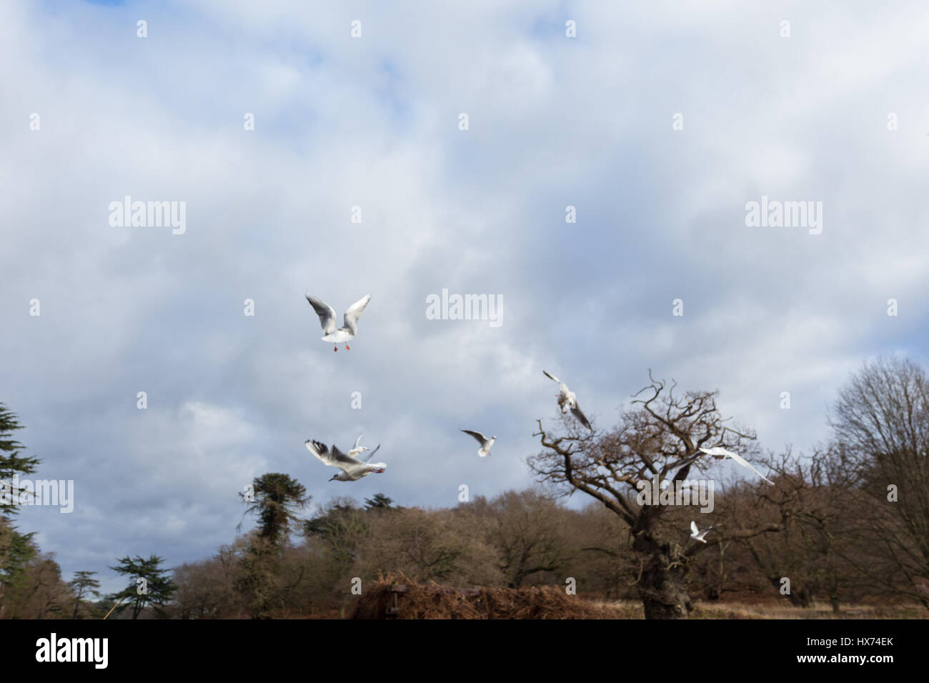 Birds flying in winter over water in a park in the UK Stock Photo - Alamy