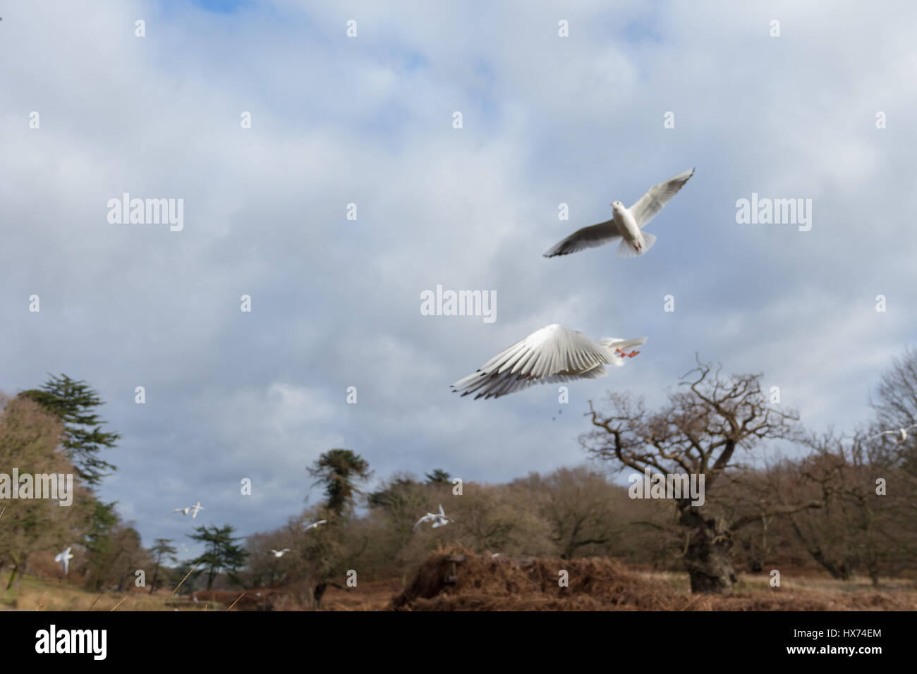 Birds flying in winter over water in a park in the UK Stock Photo - Alamy