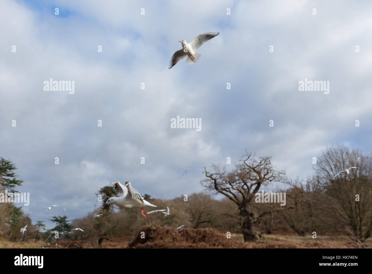 Birds flying in winter over water in a park in the UK Stock Photo - Alamy