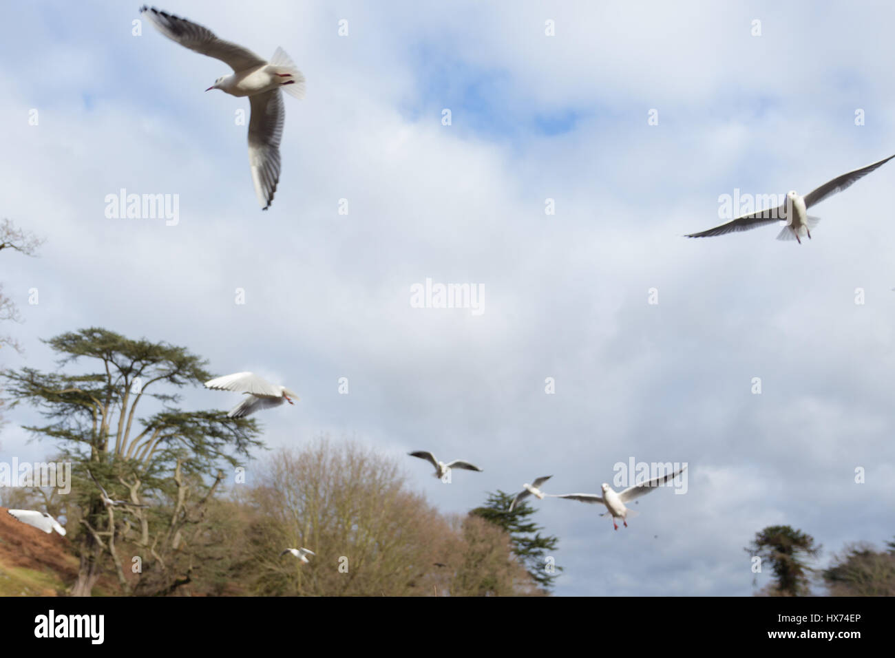 Birds flying in winter over water in a park in the UK Stock Photo - Alamy