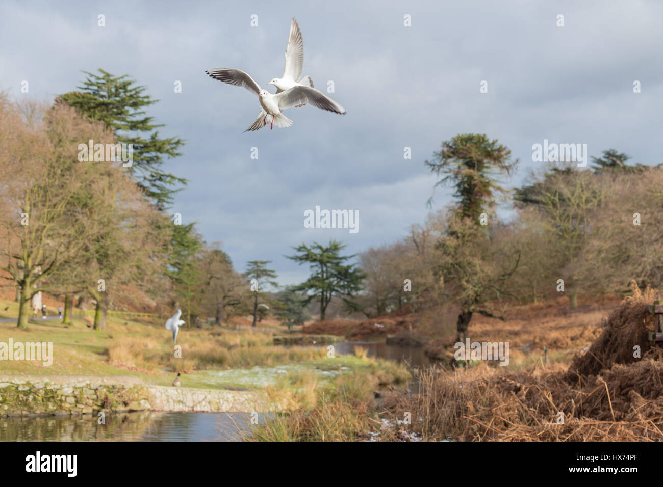 Birds flying over water in the countryside Stock Photo - Alamy