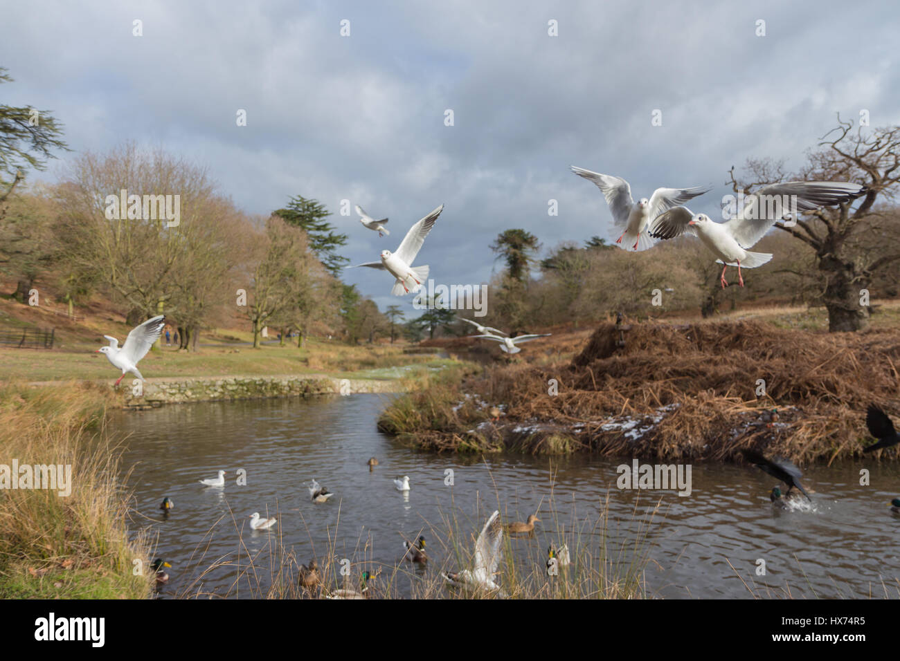 Birds flying over water in the countryside Stock Photo - Alamy