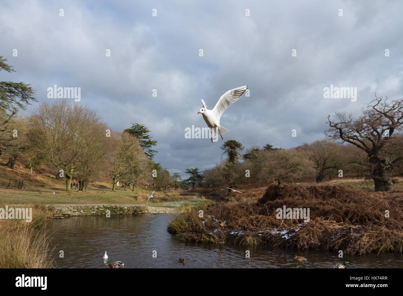 Birds flying over water hi-res stock photography and images - Alamy
