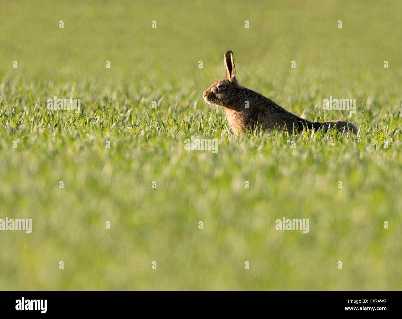 Brown Hare (Lepus europaeus) stretching, Warwickshire Stock Photo - Alamy