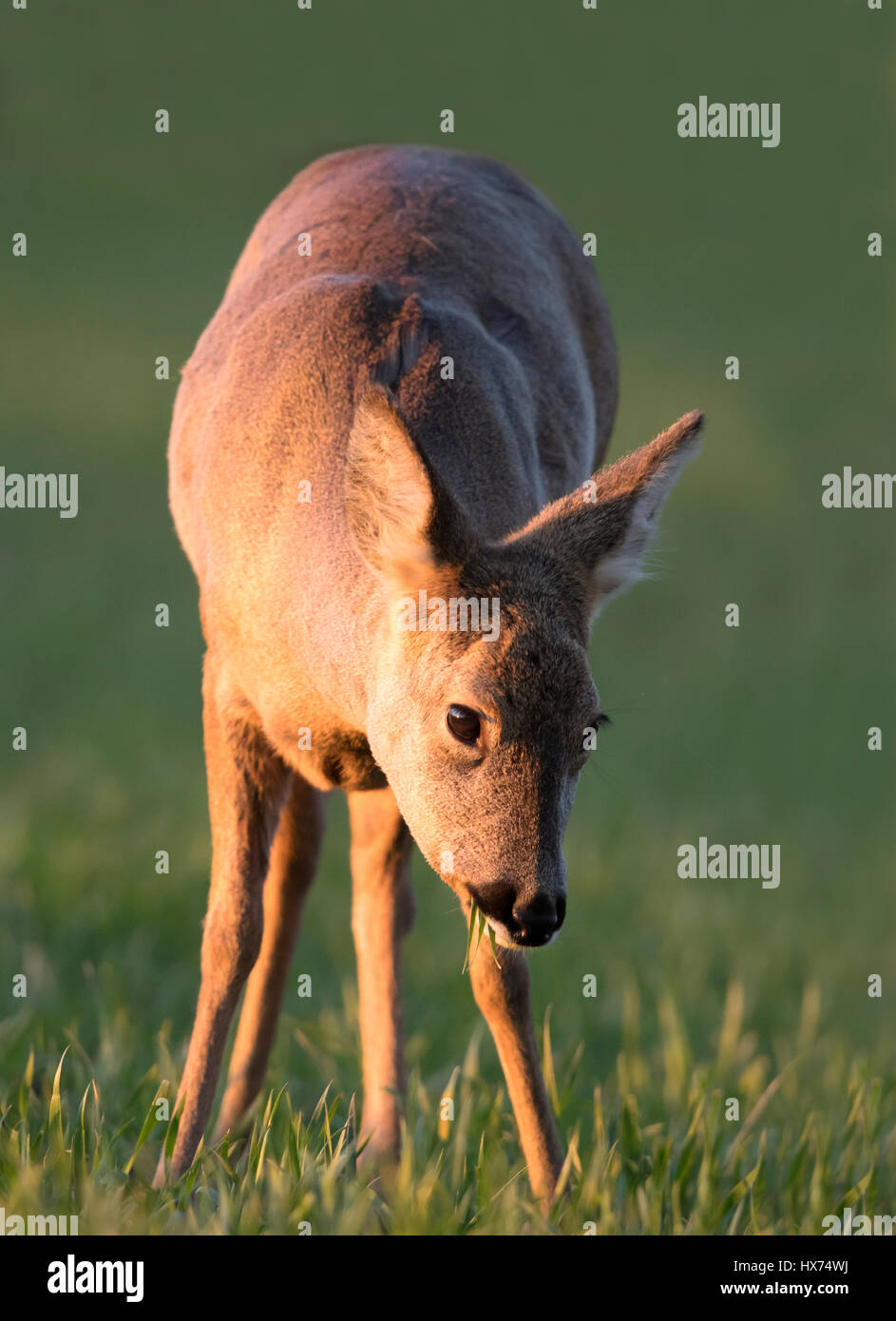 Female roe deer uk spring hi-res stock photography and images - Alamy