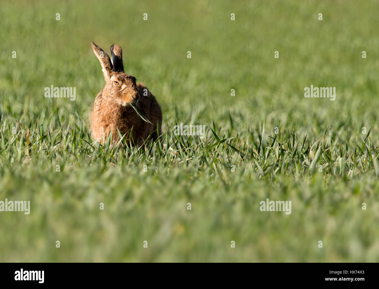 Eating crops hi-res stock photography and images - Alamy