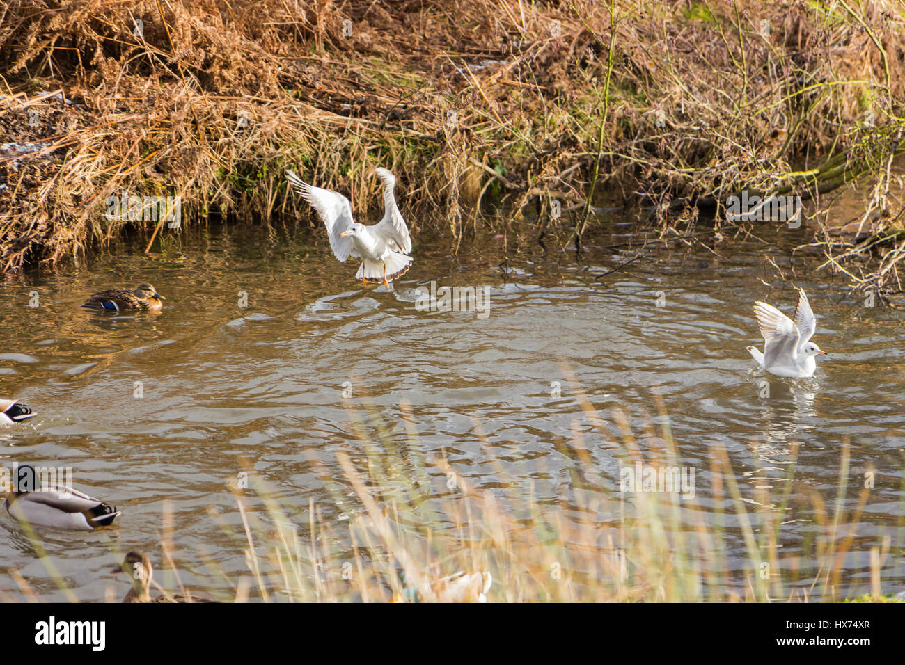 Birds flying over water in the countryside Stock Photo - Alamy