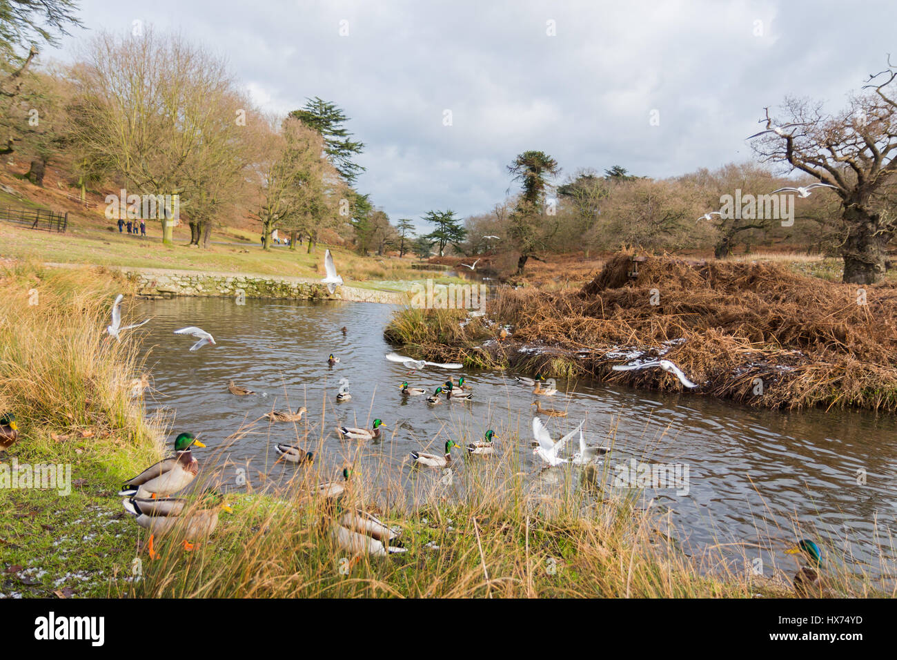 Birds flying over water in the countryside Stock Photo - Alamy
