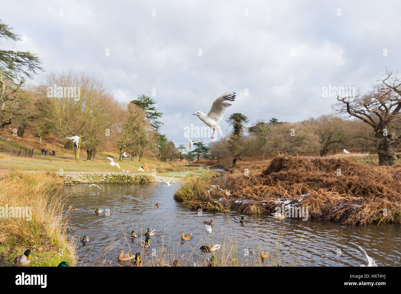 Birds flying over water in the countryside Stock Photo - Alamy