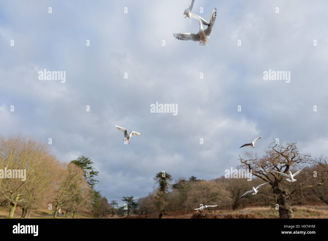 Birds flying over water in the countryside Stock Photo - Alamy