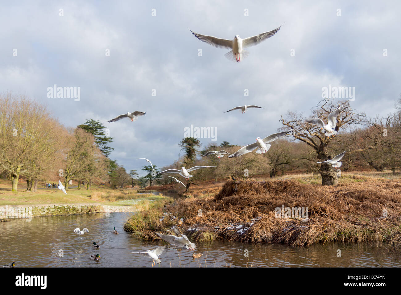 Birds flying over water in the countryside Stock Photo - Alamy