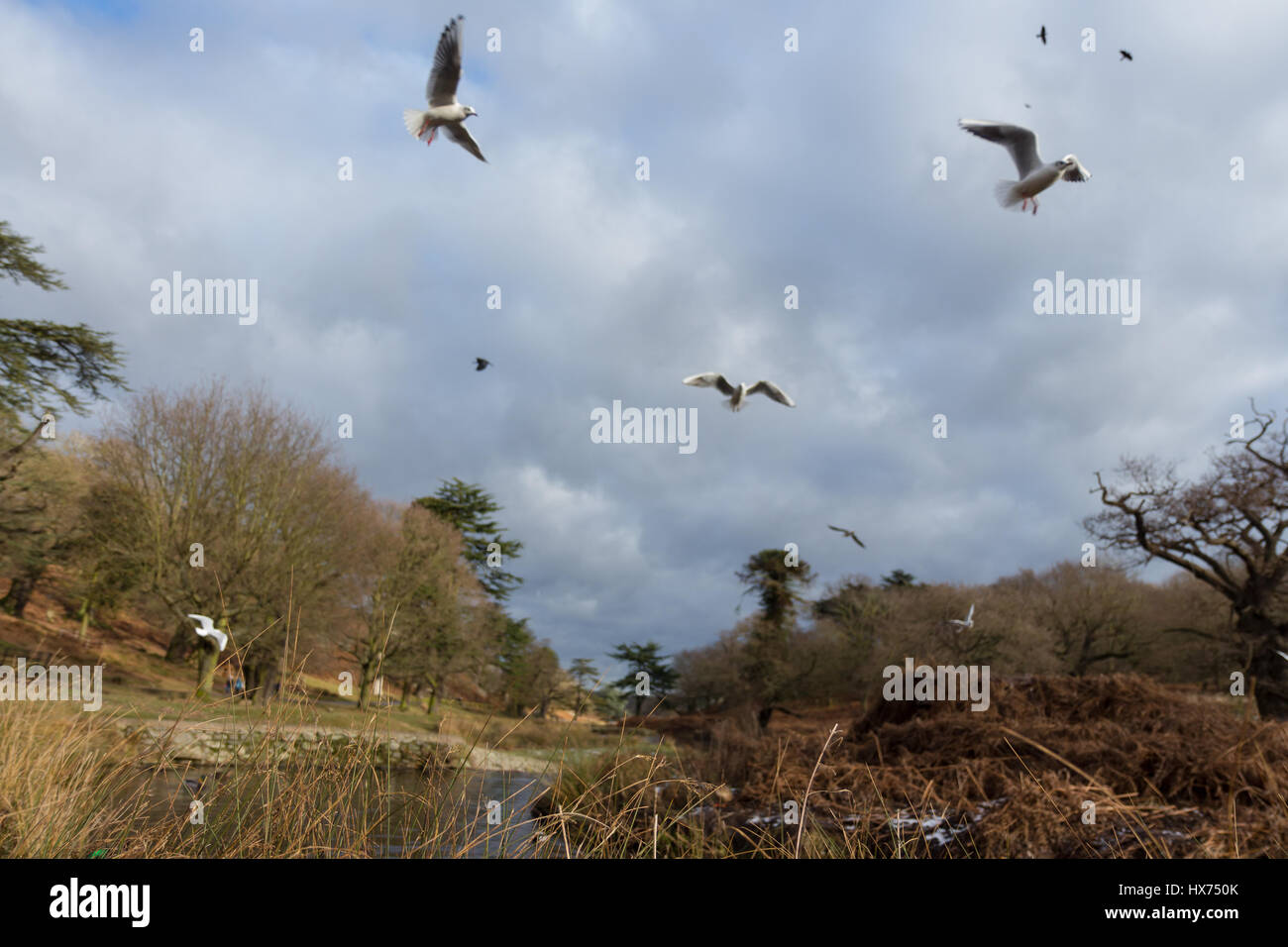 Birds flying over water in the countryside Stock Photo - Alamy