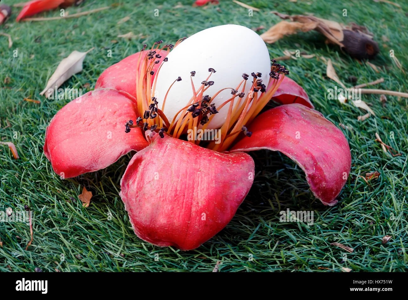 Pictures egg hi-res stock photography and images - Alamy