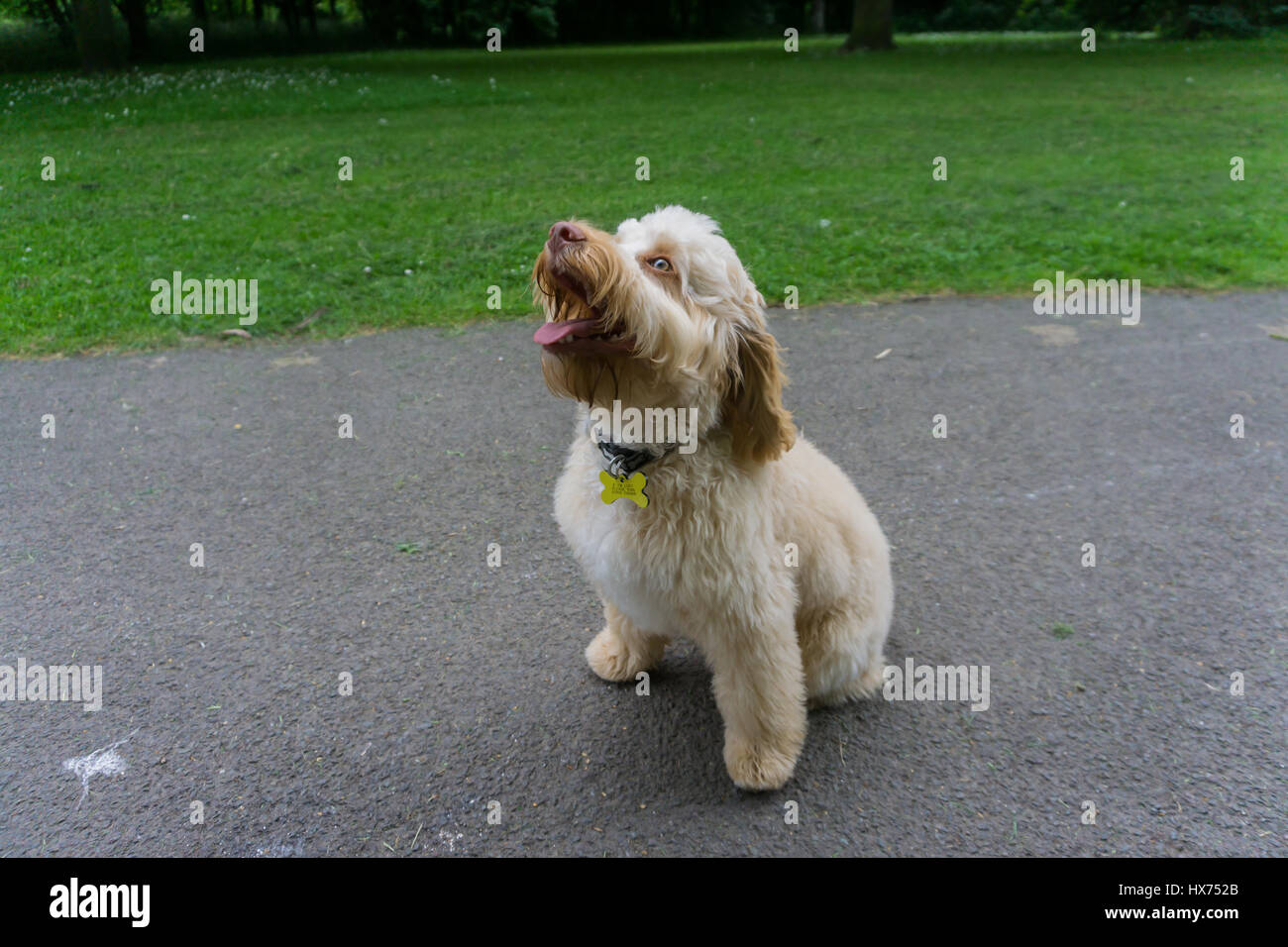 Dog sitting on a pathway Stock Photo - Alamy