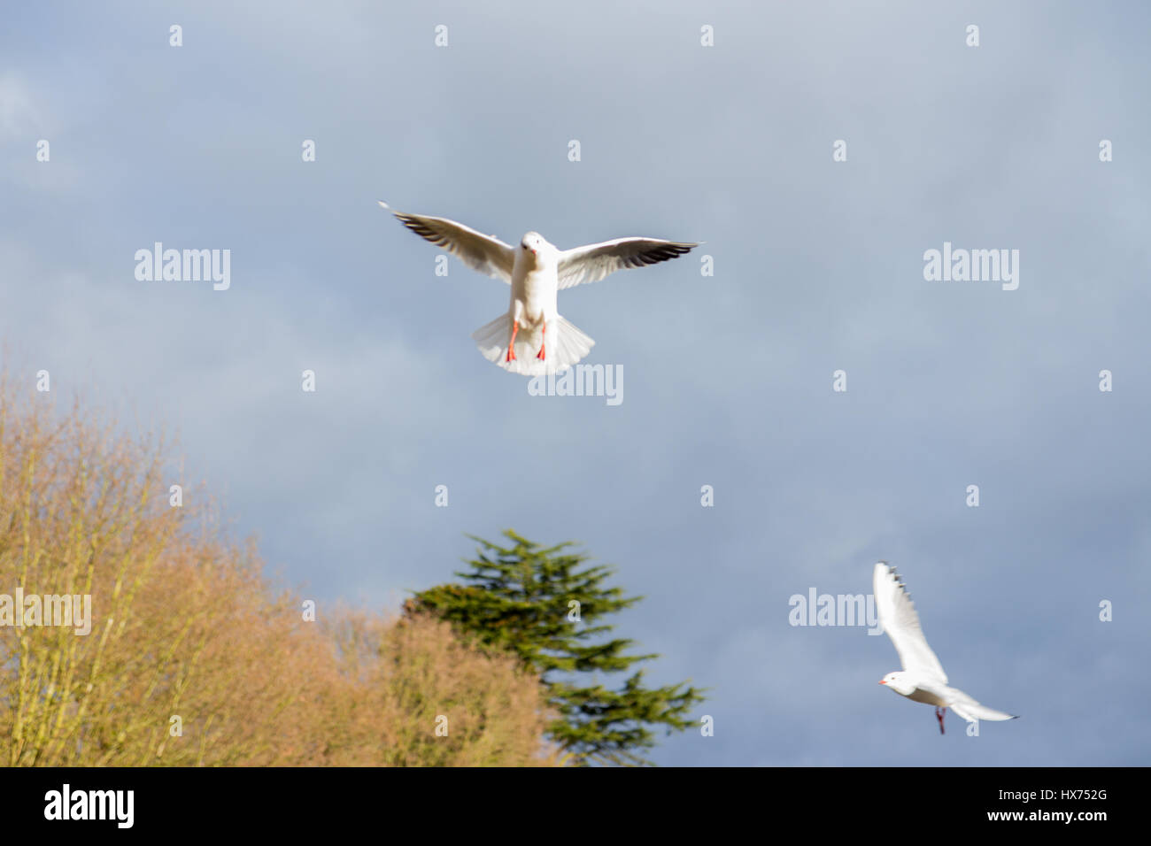 Birds flying over a river in a park Stock Photo - Alamy