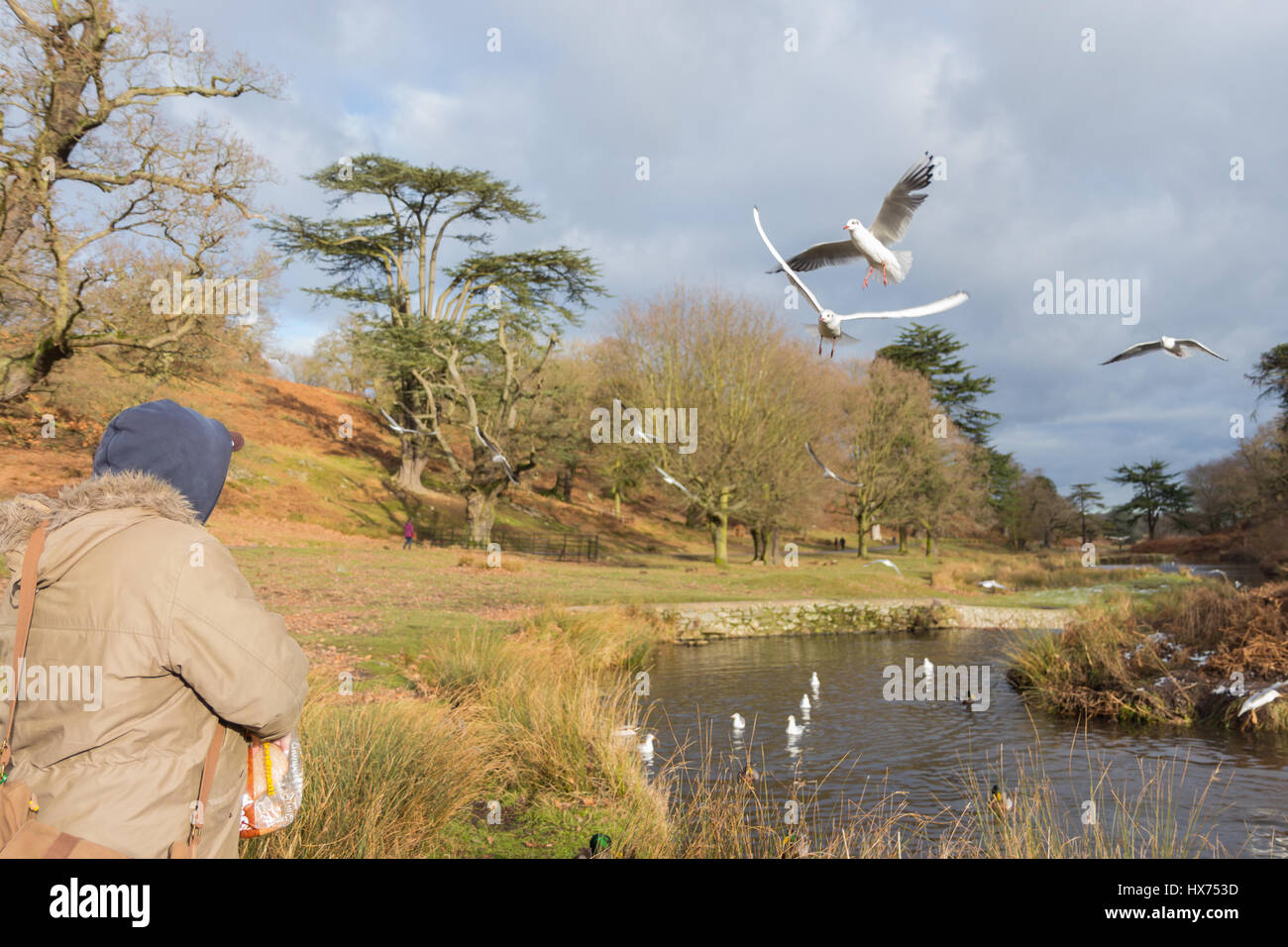 Birds flying over a river in a park Stock Photo - Alamy