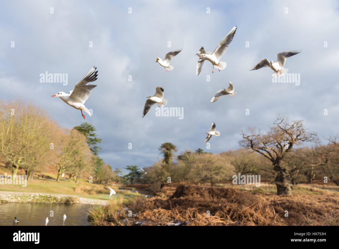 Birds flying over a river in a park Stock Photo - Alamy