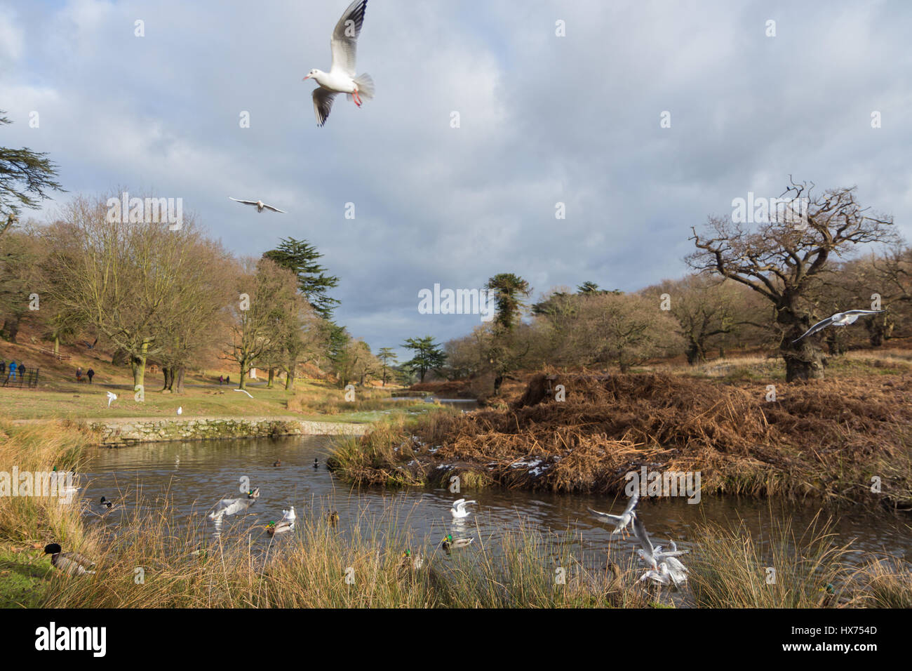 Birds flying over a river in a park Stock Photo - Alamy