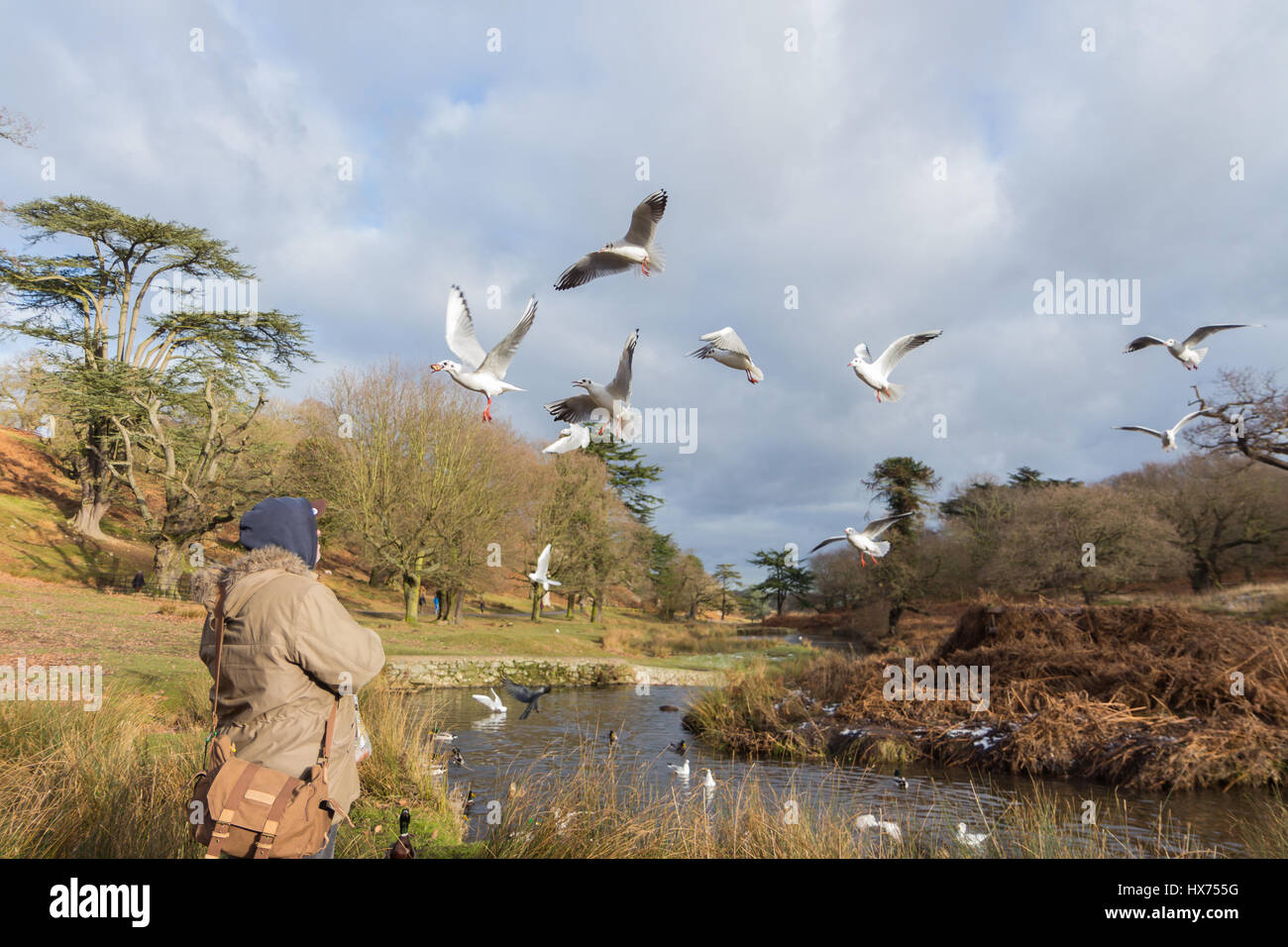 Birds flying over a river in a park Stock Photo - Alamy