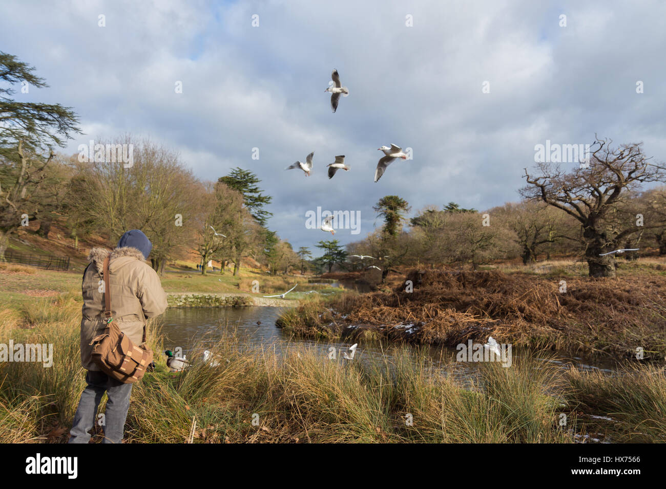 Birds flying over a river in a park Stock Photo - Alamy