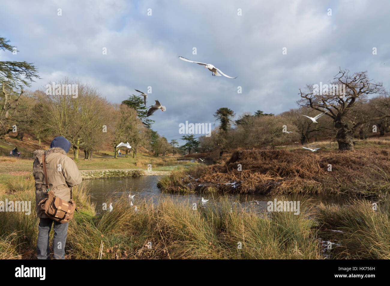 Birds flying over a river in a park Stock Photo - Alamy
