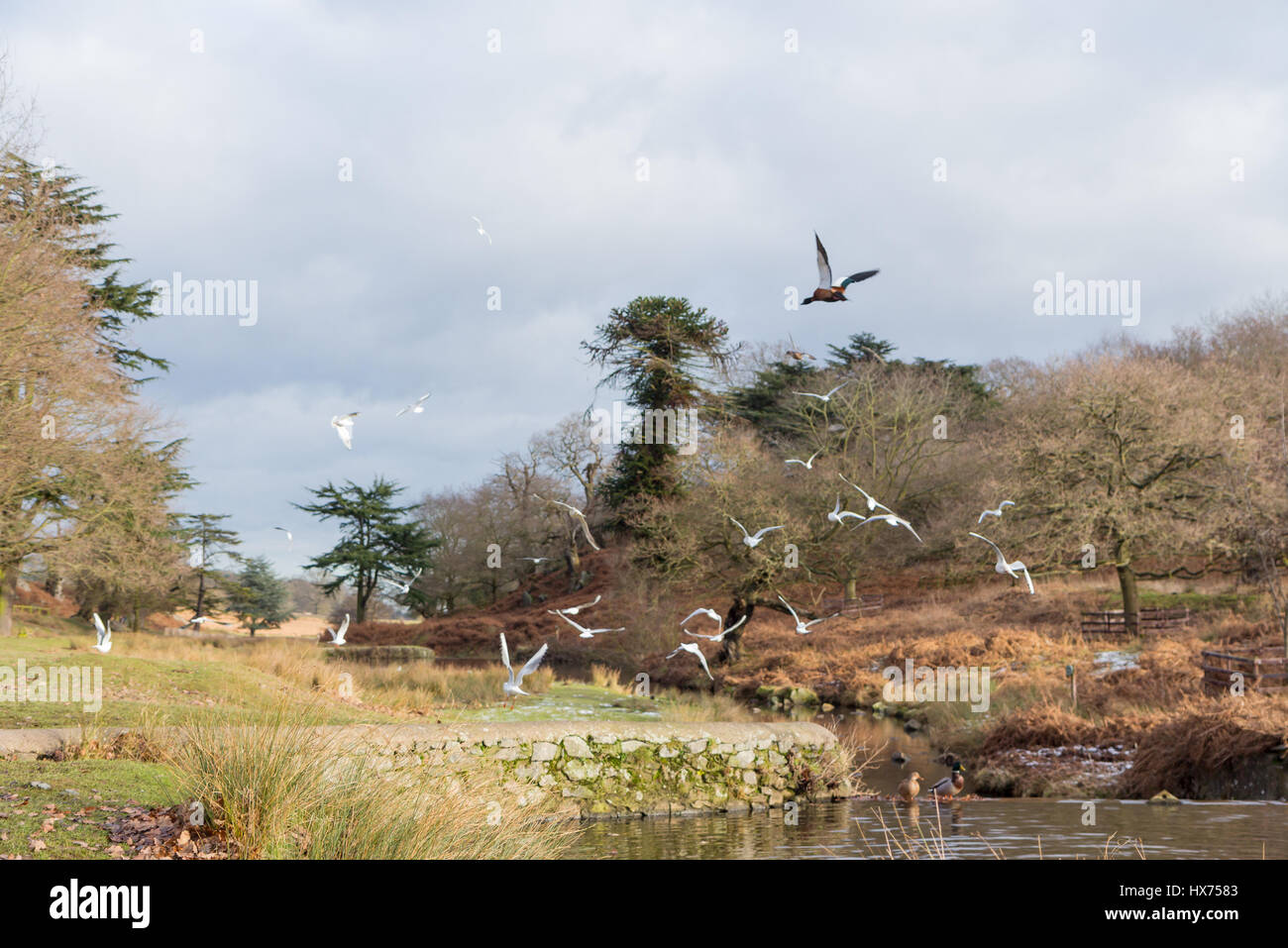 Birds flying over a river in a park Stock Photo - Alamy