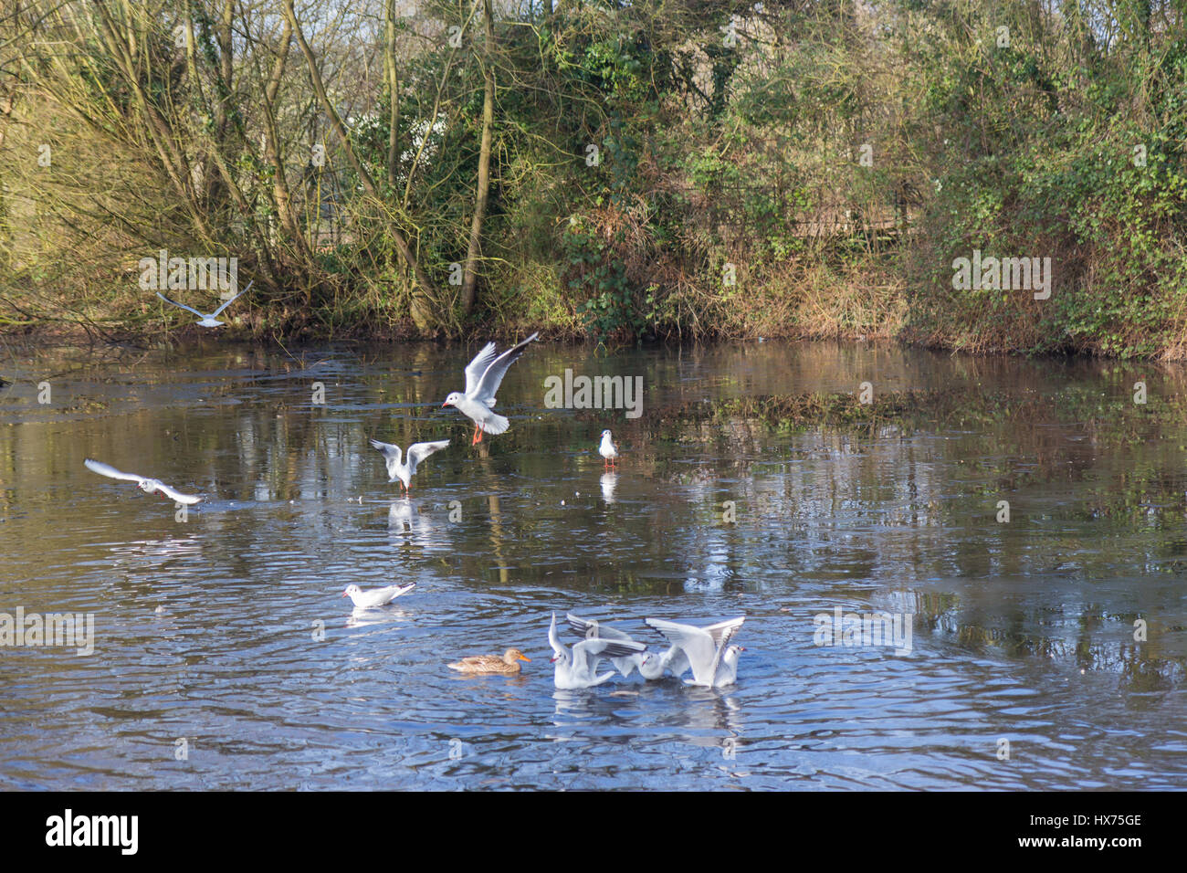 Birds flying over a river in a park Stock Photo - Alamy