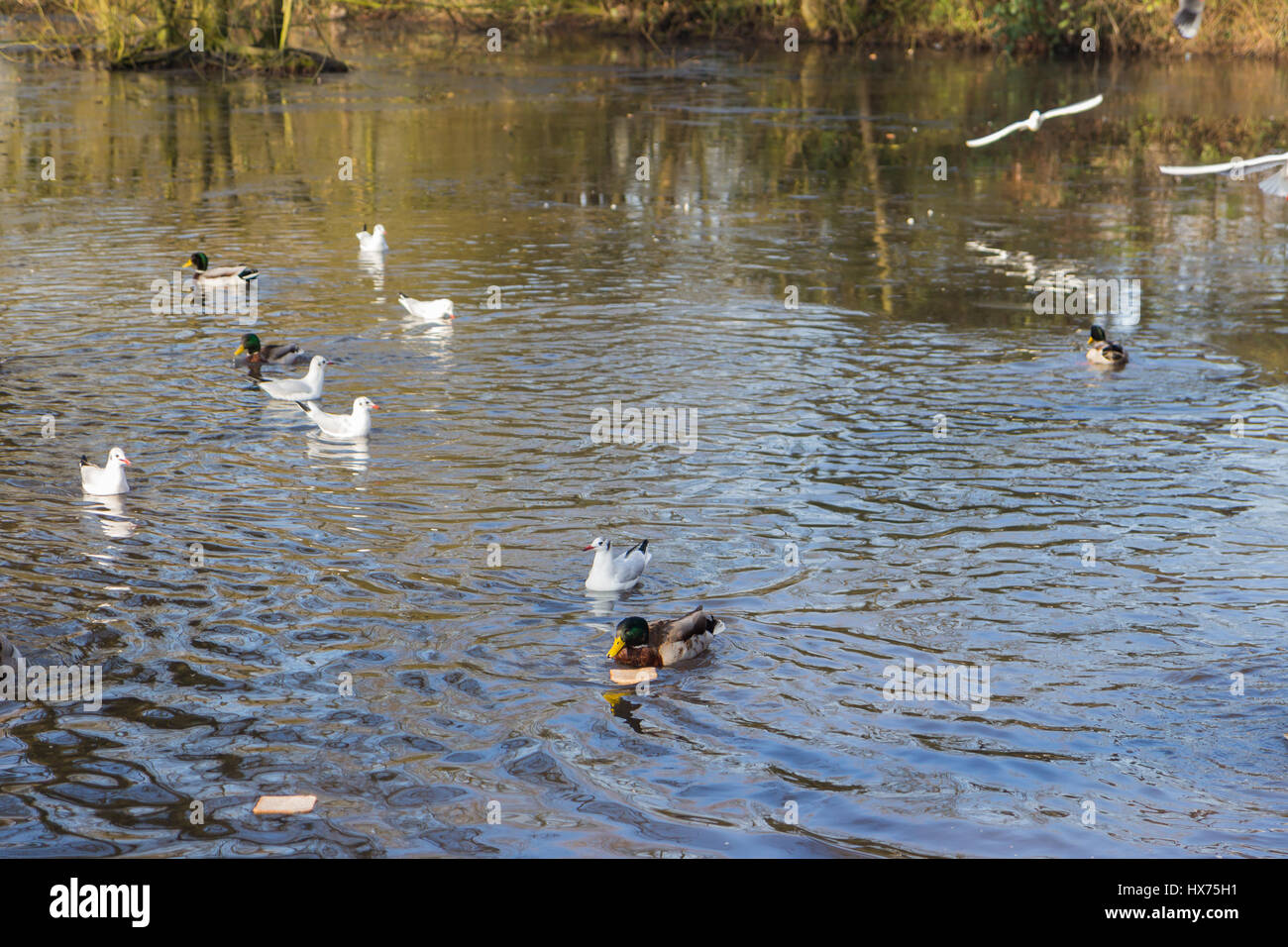 Birds flying over a river in a park Stock Photo - Alamy