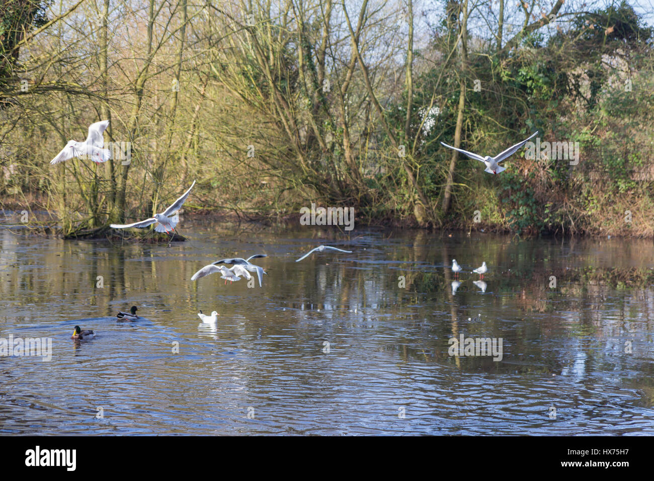 Birds flying over a river in a park Stock Photo - Alamy