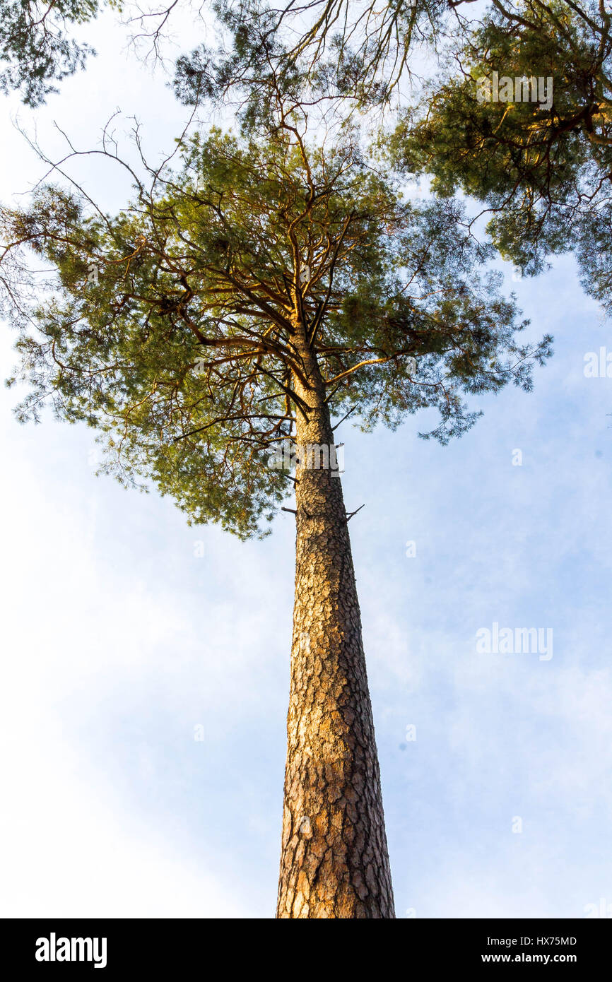 Top of the pine tree. Bottom view. Looking up. View from the tree Stock ...