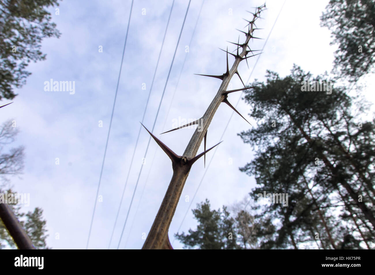 Spikes tree. Branch with thorns. Abstraction of thorns Stock Photo - Alamy