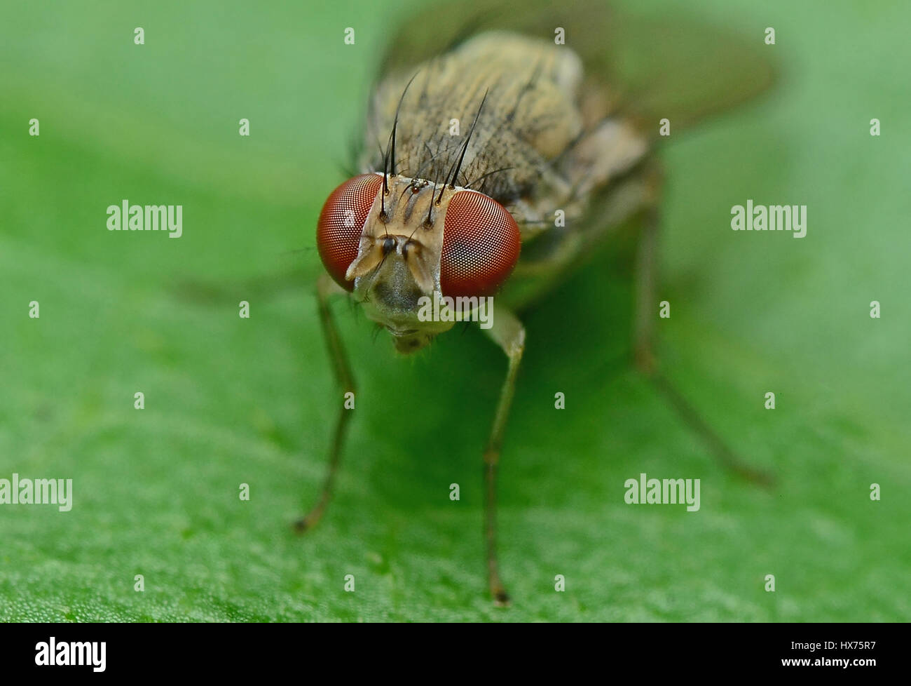 Flie hi-res stock photography and images - Alamy